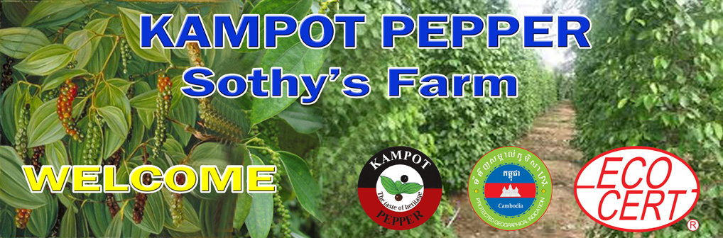 Pepper plantations in Kampot – MonsoonTours
